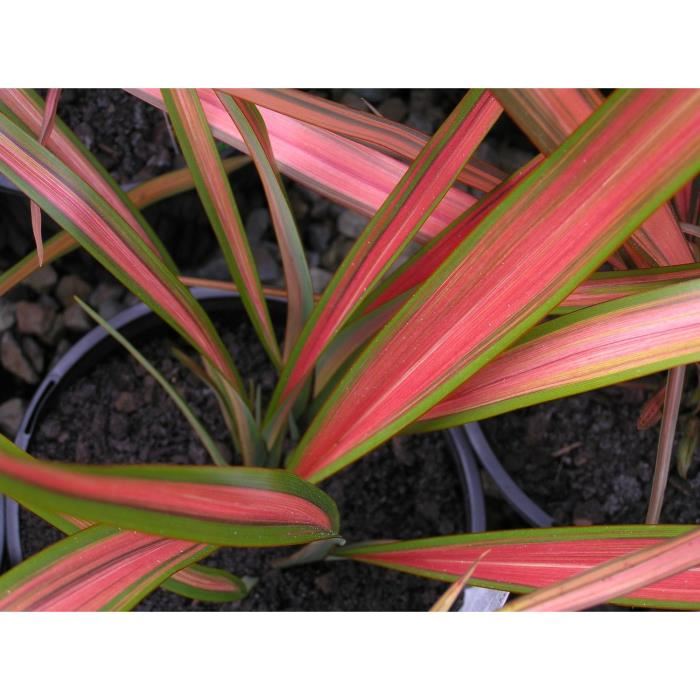 Phormium jester 5 litres pot vert - AUCUNE - Pickture